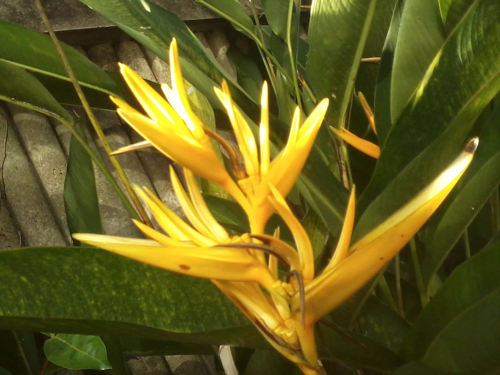 Siamphone.com : รีวิวโทรศัพท์มือถือ LG Wink 2 SIMs (C310) Review ...